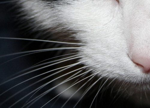 What do cat whiskers do for a cat? Facts you should know about whiskers.
